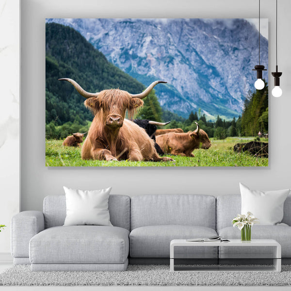 Leinwandbild Hochlandrind Bild