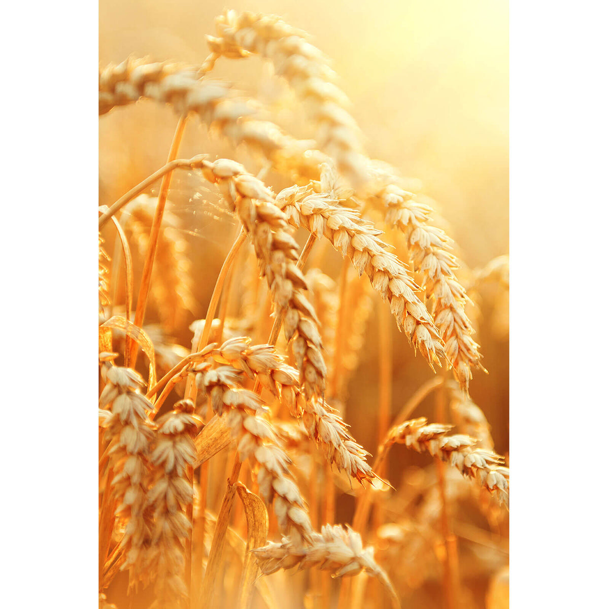 Poster Weizenfeld im Hochformat, Aufhängefertig & Versandkostenfrei ...